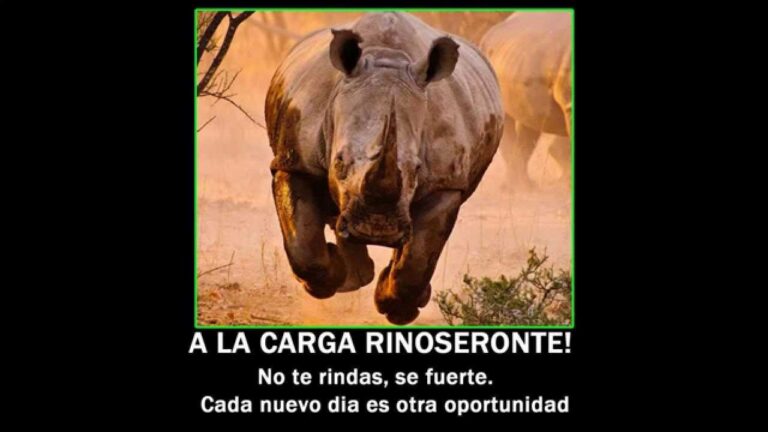 Frases del Rinoceronte - Frases Bonitas tu portal de Referencia